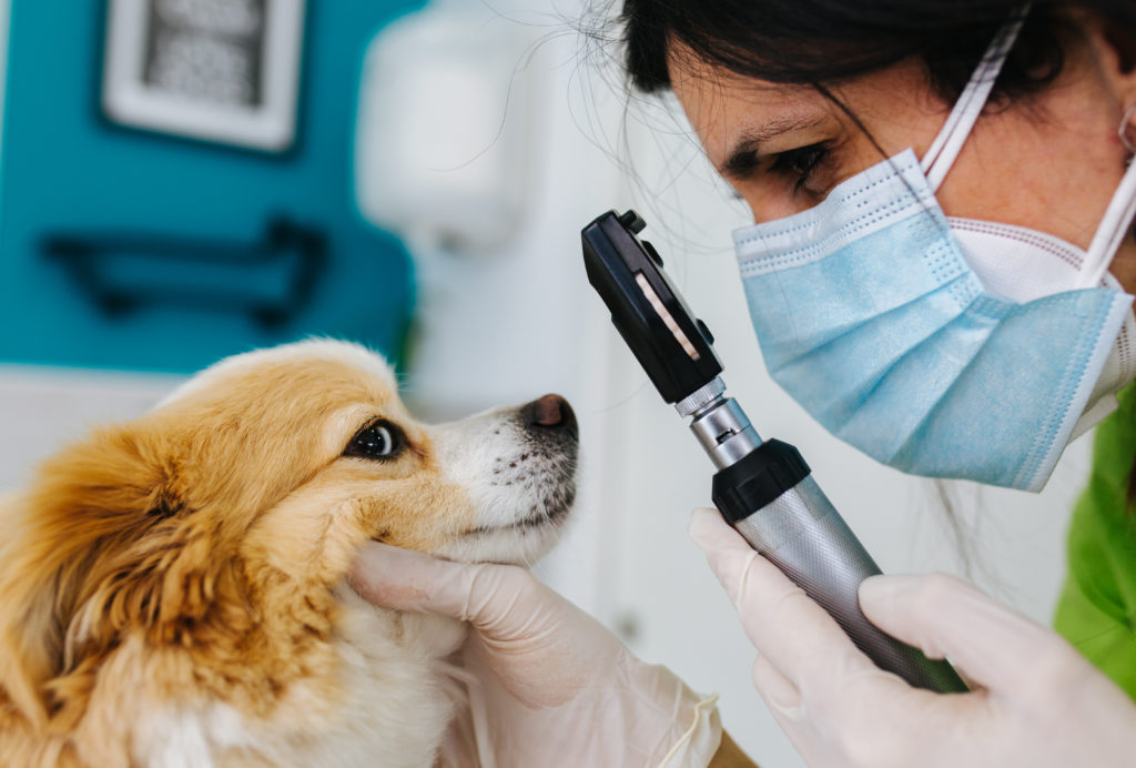 About - VetMed Pathways