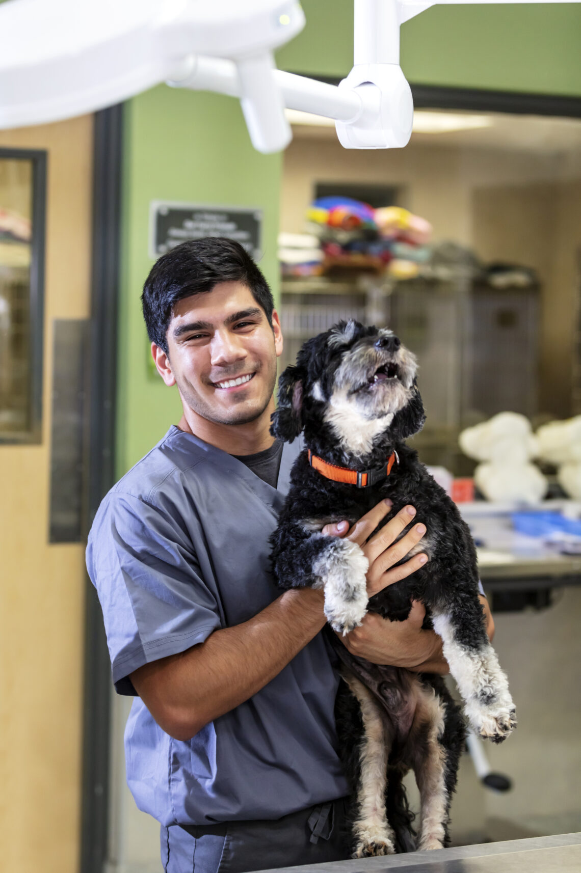 How Veterinarians Help With Animal Behavior - VetMed Pathways
