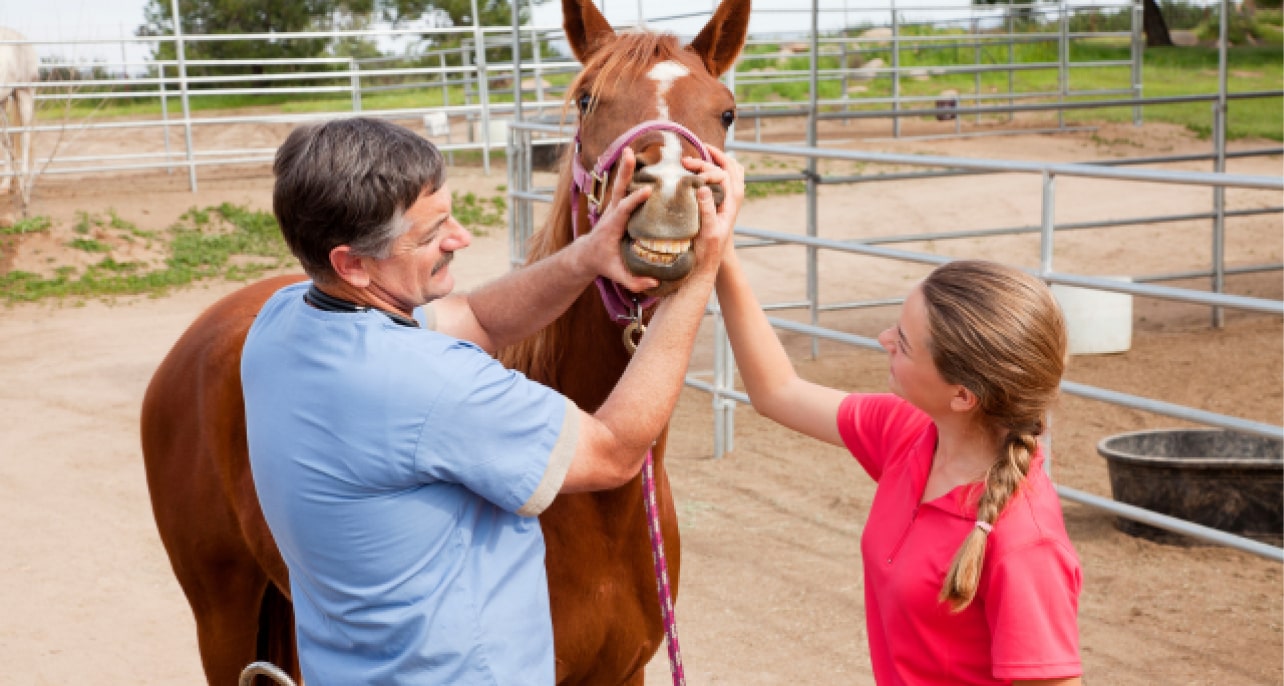 Exploring the Wide World of Veterinary Medicine - VetMed Pathways